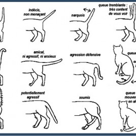 Le langage du chat - Blog Chat Perlipopette