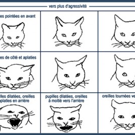 Le langage du chat - Blog Chat Perlipopette
