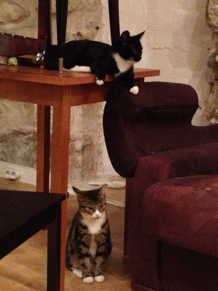Ouverture du Café des chats à Paris